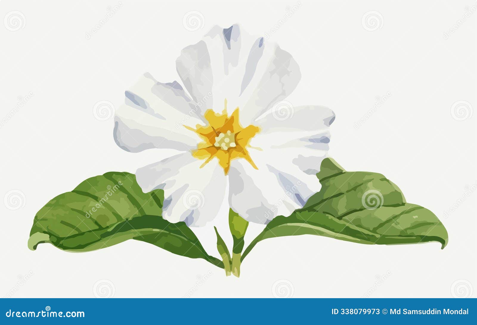 Watercolor Illustration of Cape Primrose Flower, Botanical Illustration ...