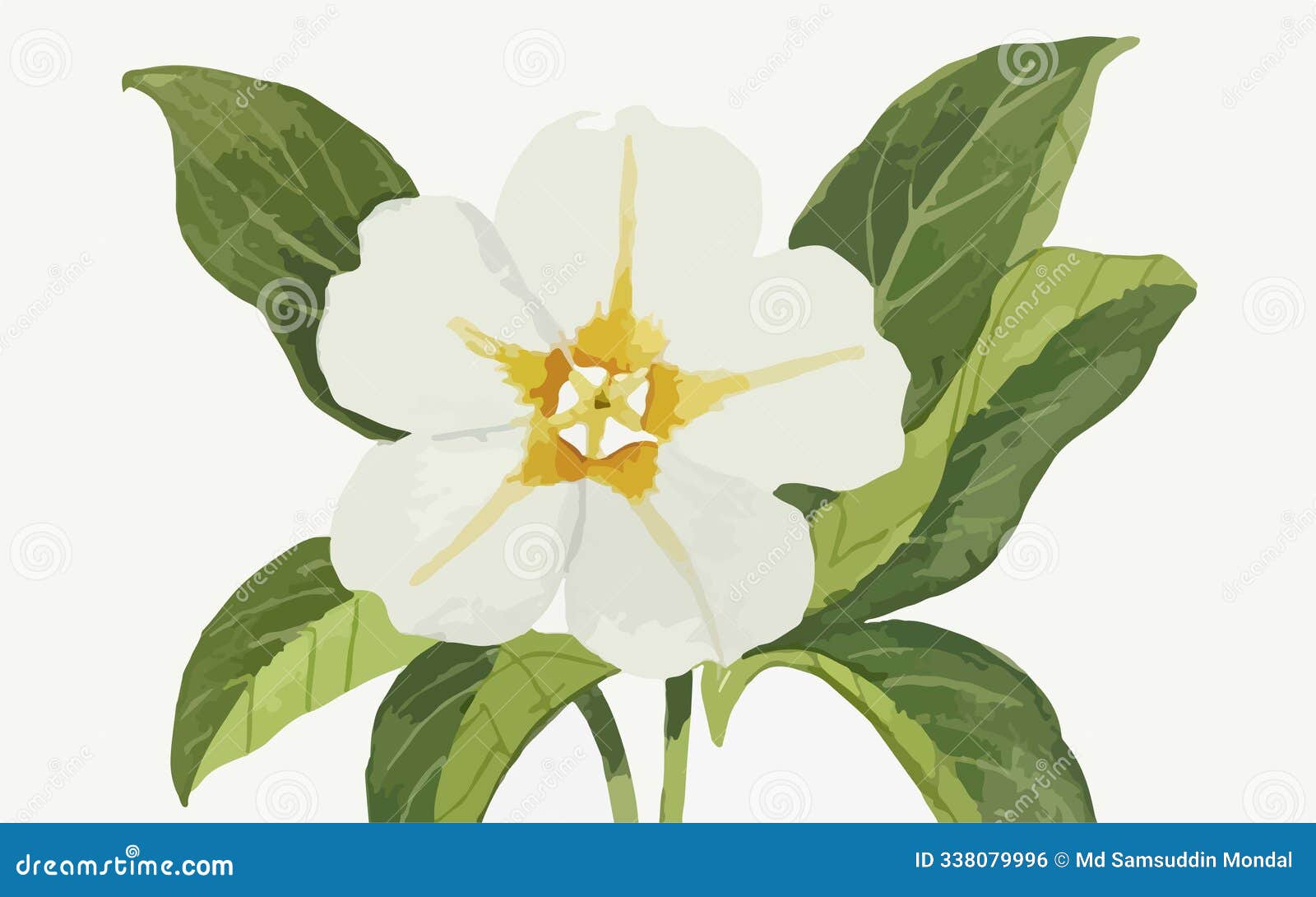 Watercolor Illustration of Cape Primrose Flower, Botanical Illustration ...