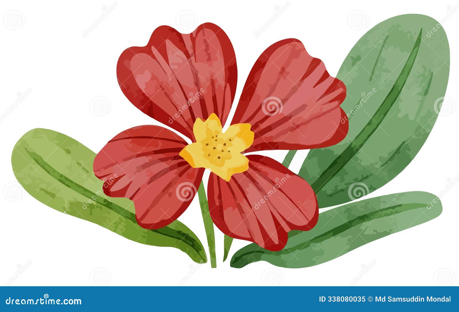 Watercolor Illustration of Cape Primrose Flower, Botanical Illustration ...