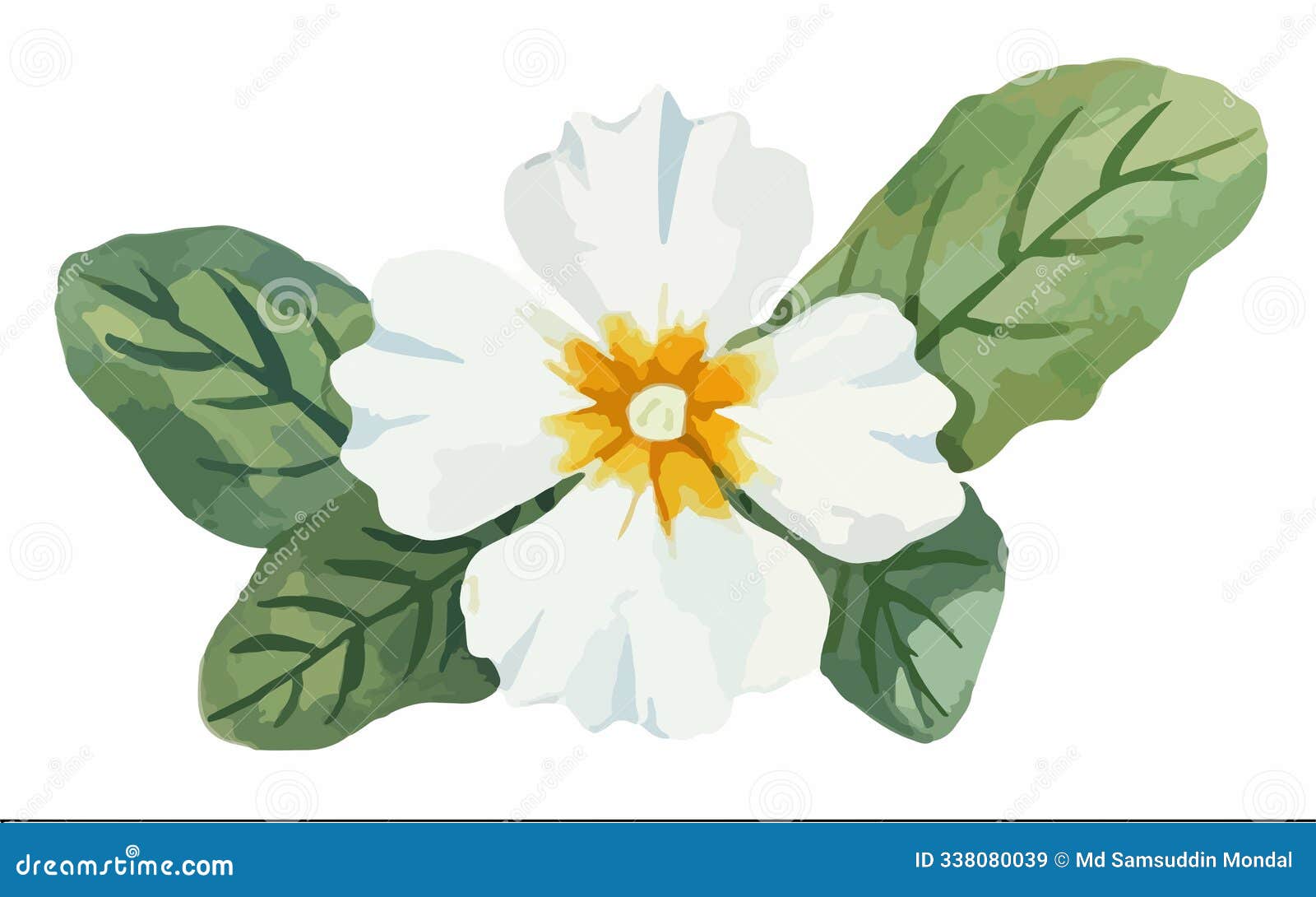 Watercolor Illustration of Cape Primrose Flower, Botanical Illustration ...