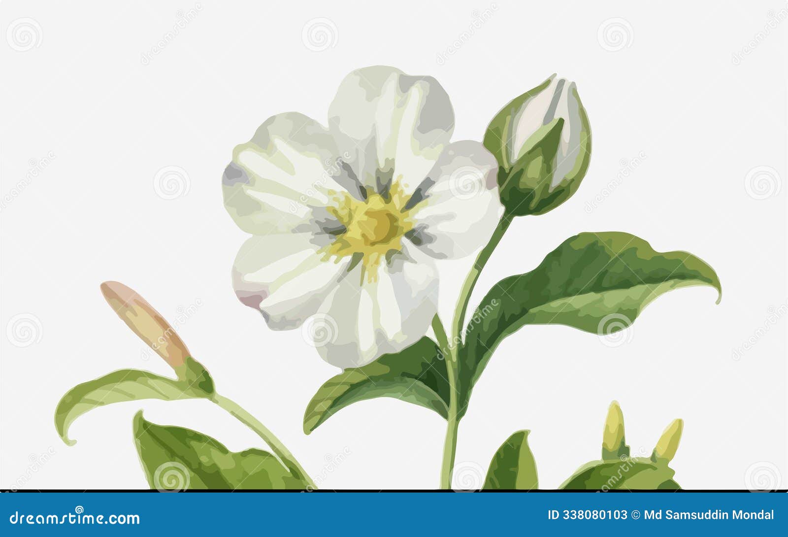 Watercolor Illustration of Cape Primrose Flower, Botanical Illustration ...