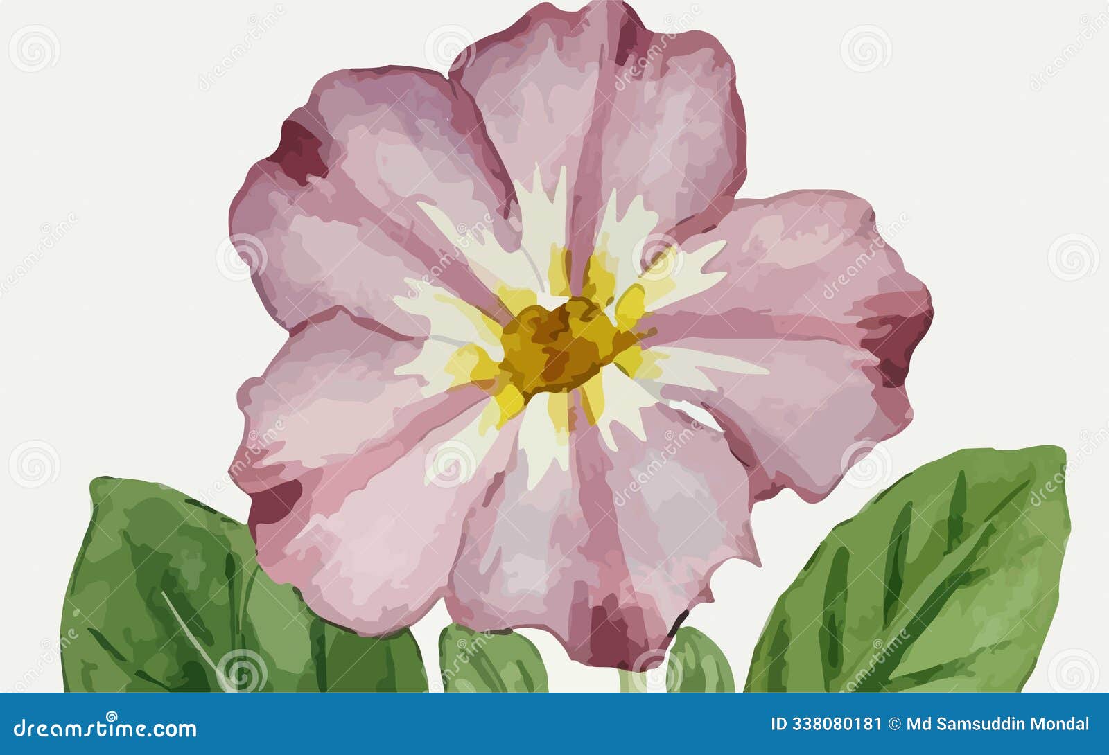 Watercolor Illustration of Cape Primrose Flower, Botanical Illustration ...