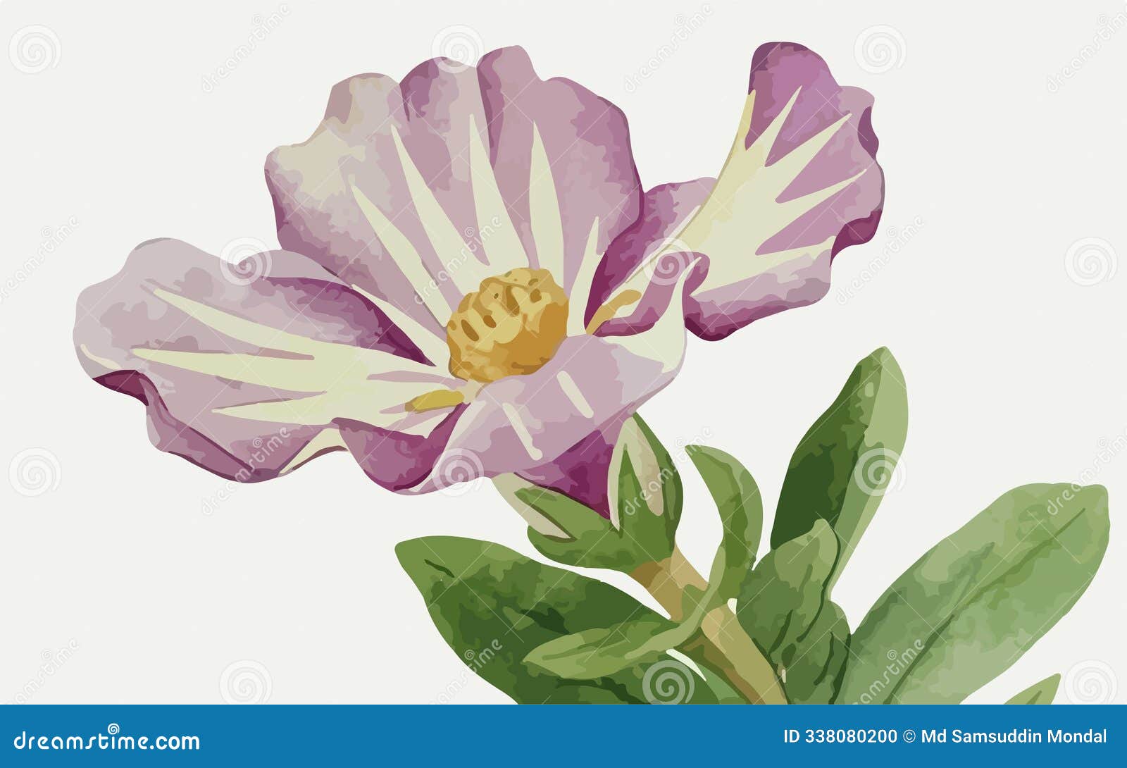 Watercolor Illustration of Cape Primrose Flower, Botanical Illustration ...