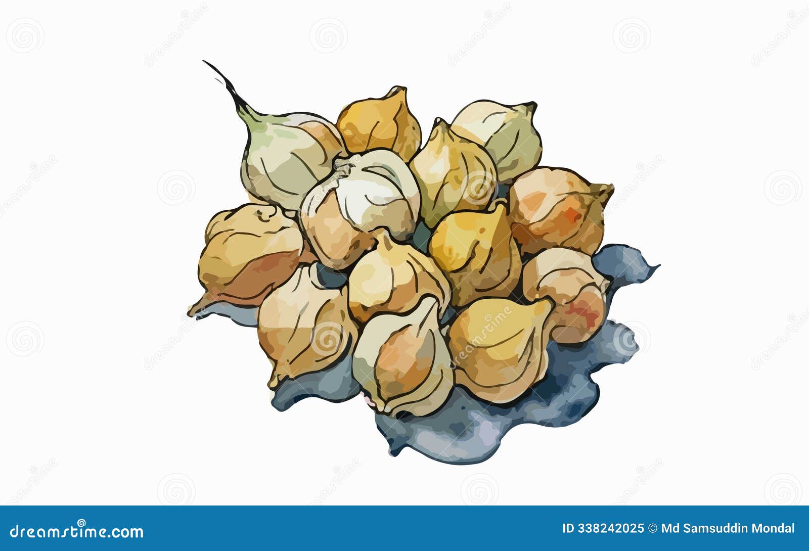 Watercolor Illustration of Chickpea, Botanical Illustration, Flowers ...