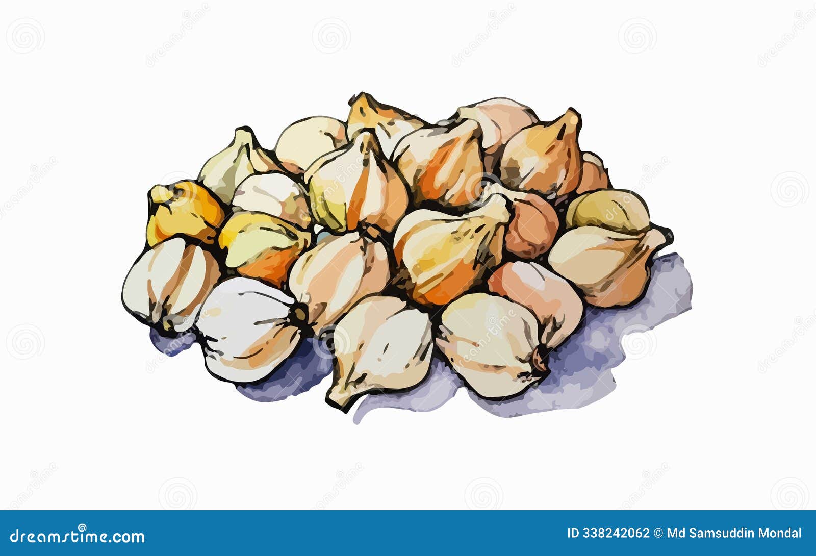 Watercolor Illustration of Chickpea, Botanical Illustration, Flowers ...