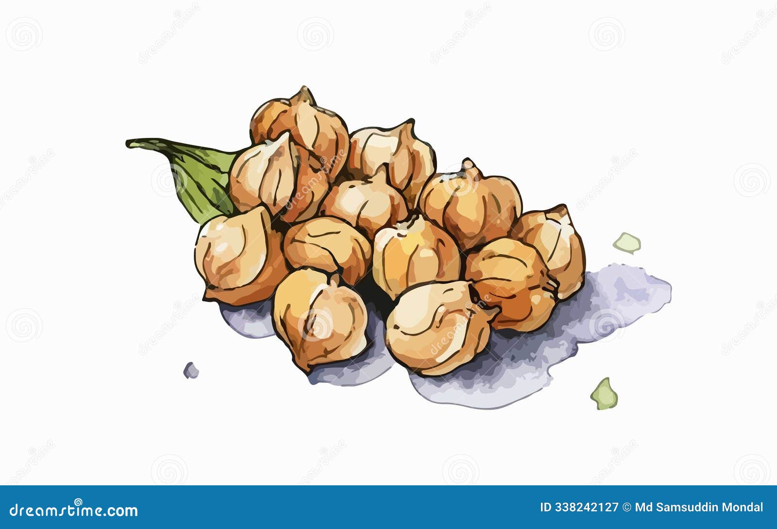 Watercolor Illustration of Chickpea, Botanical Illustration, Flowers ...