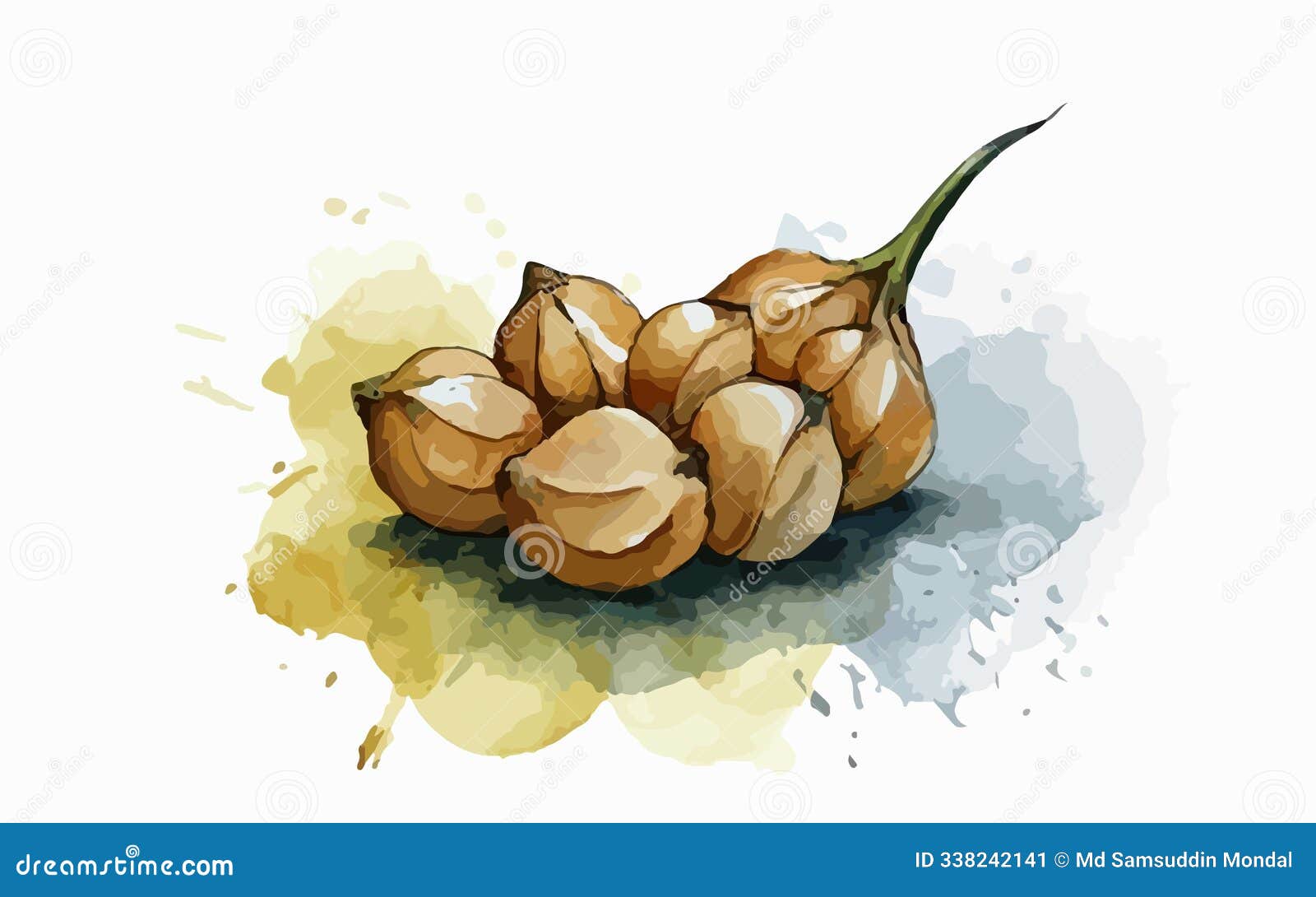 Watercolor Illustration of Chickpea, Botanical Illustration, Flowers ...