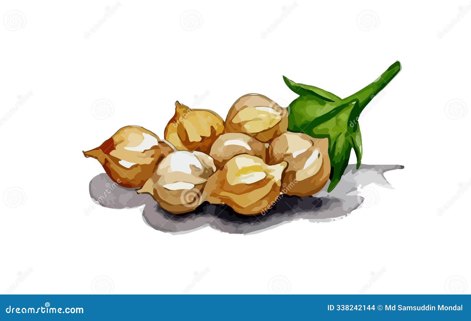 Watercolor Illustration of Chickpea, Botanical Illustration, Flowers ...