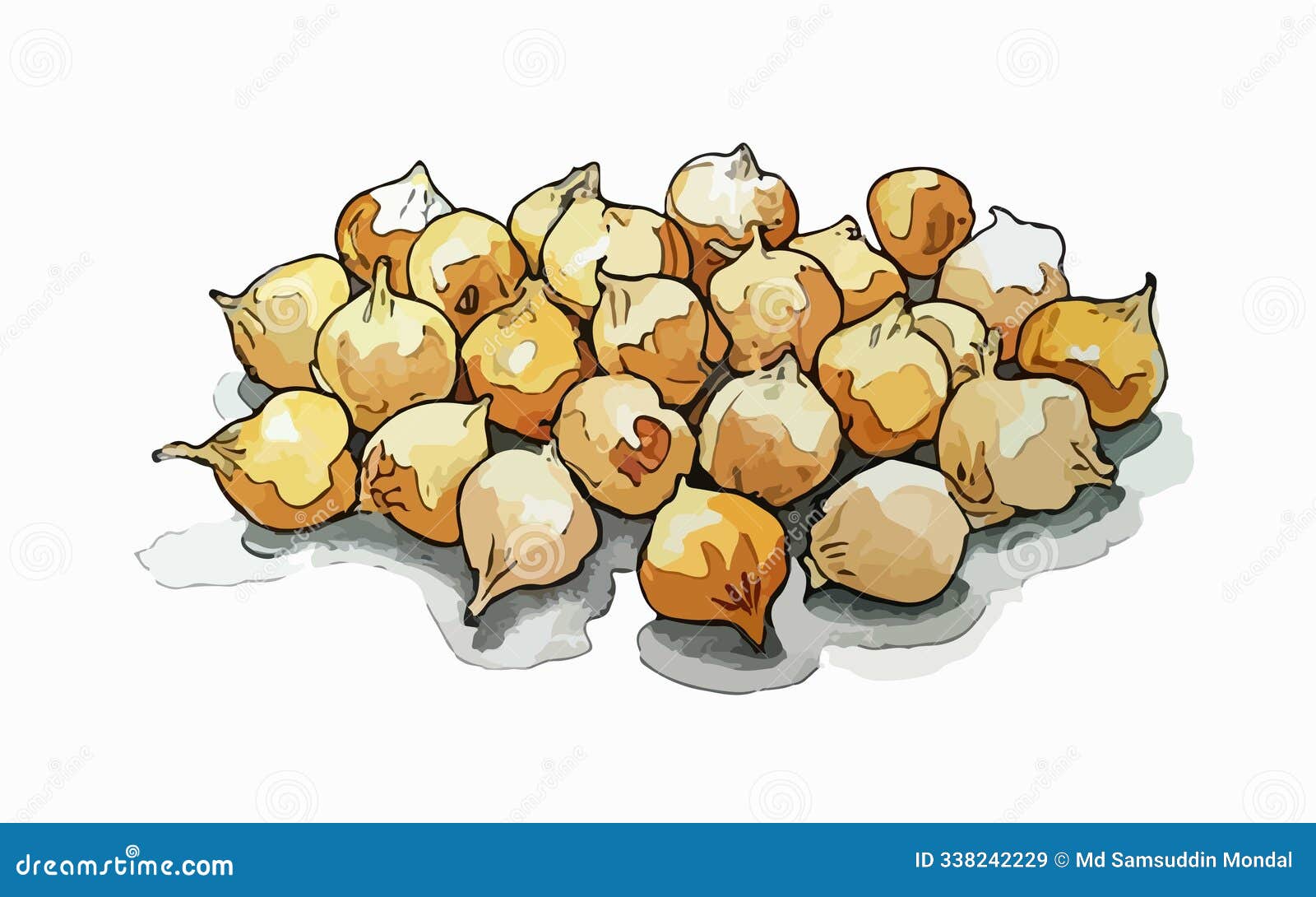 Watercolor Illustration of Chickpea, Botanical Illustration, Flowers ...