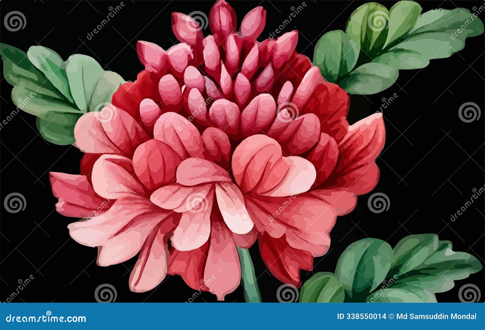 Watercolor Illustration of Cockscomb Flower, Botanical Illustration ...