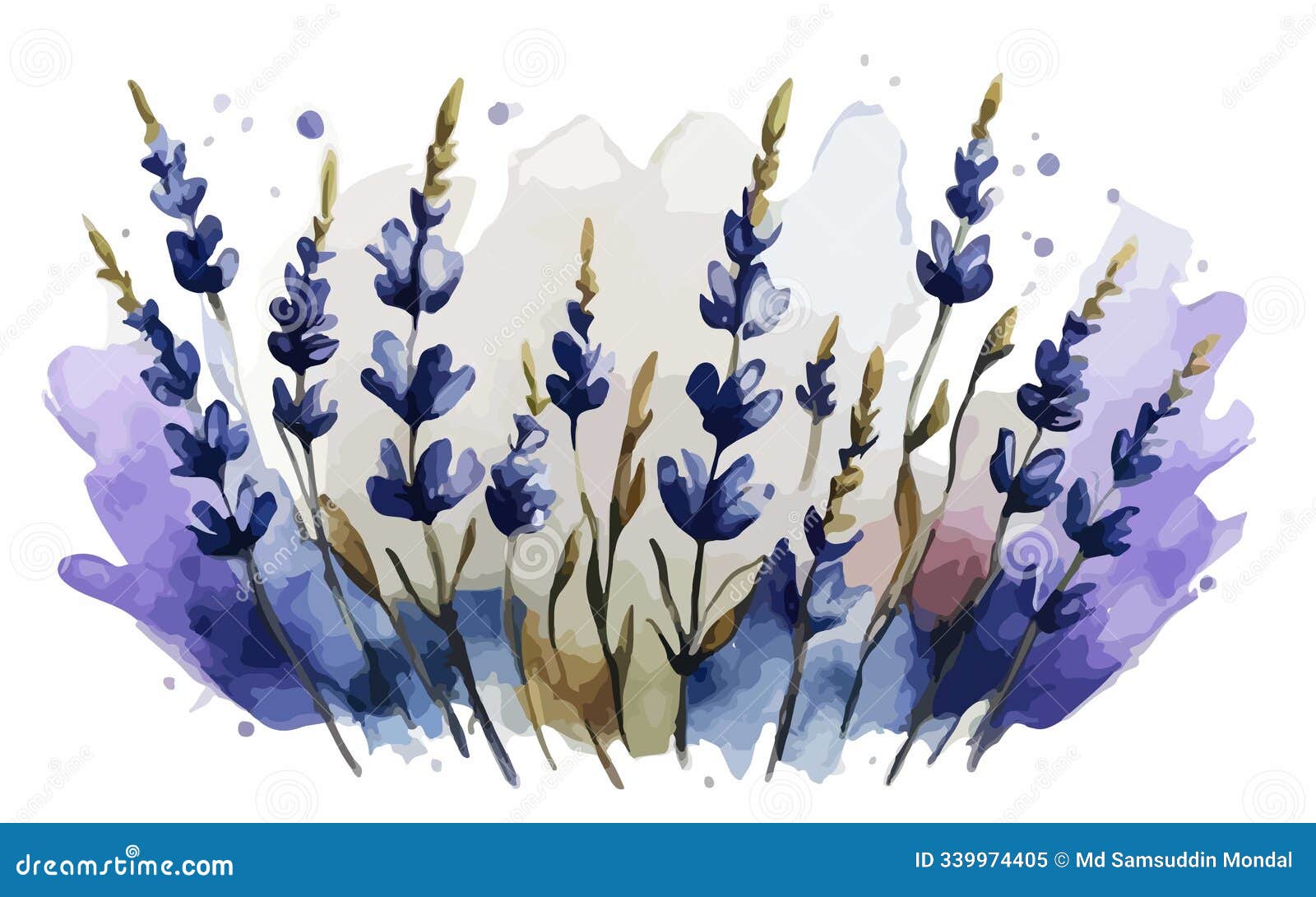 Watercolor Illustration of Lavender, Botanical Illustration, Flowers ...