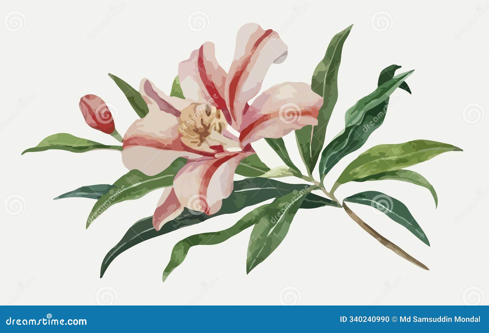 Watercolor Illustration of Oleander, Botanical Illustration, Flowers ...