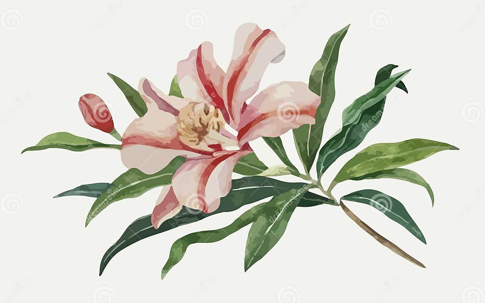 Watercolor Illustration of Oleander, Botanical Illustration, Flowers ...