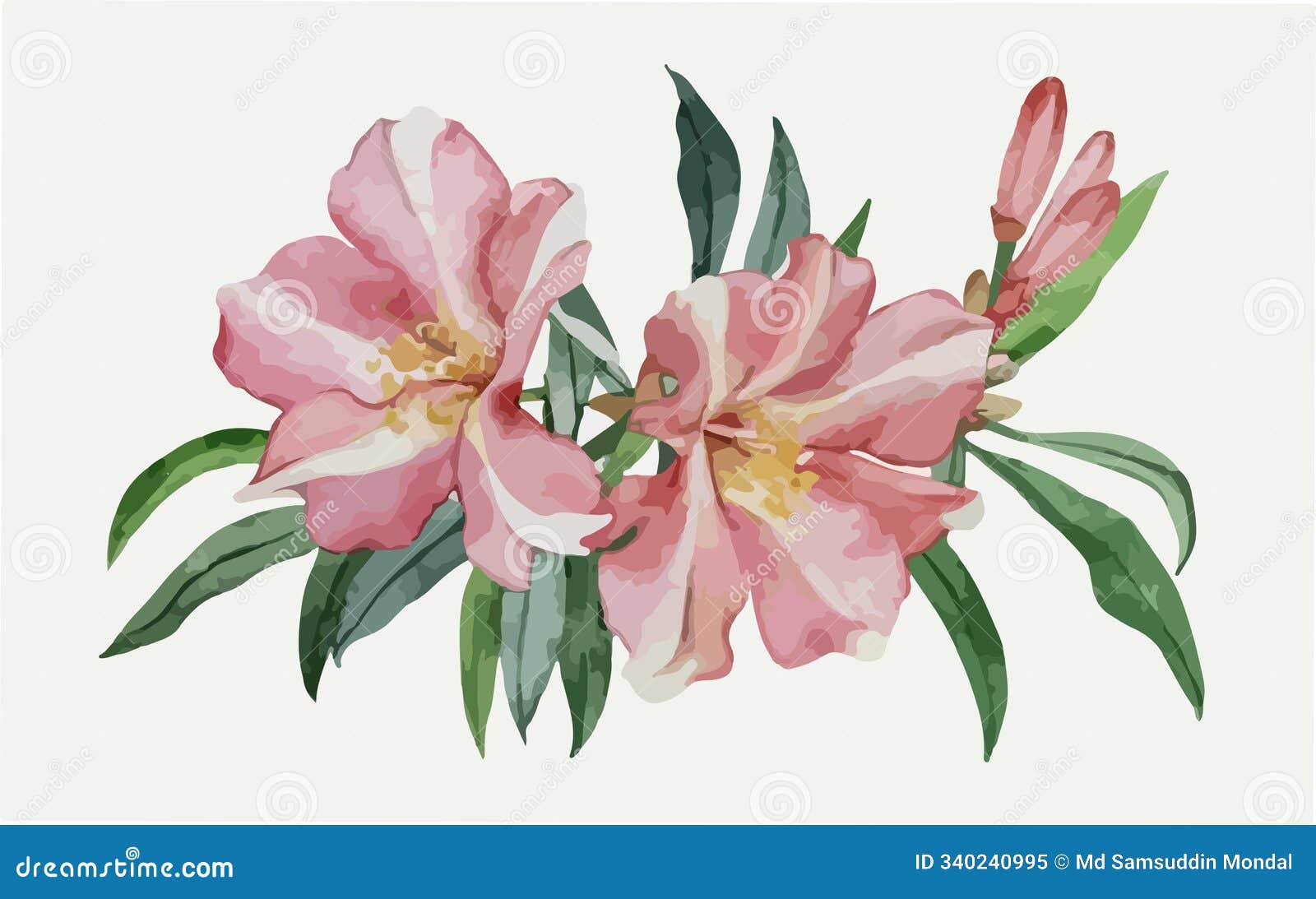 Watercolor Illustration of Oleander, Botanical Illustration, Flowers ...