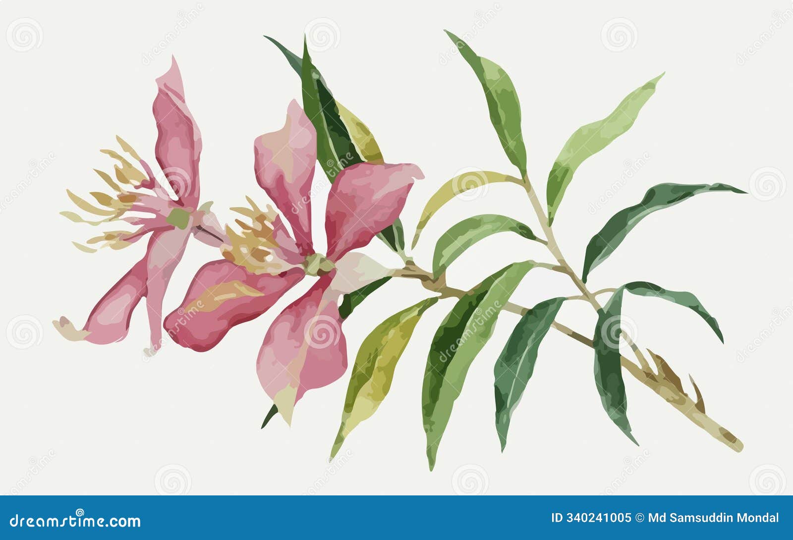 Watercolor Illustration of Oleander, Botanical Illustration, Flowers ...