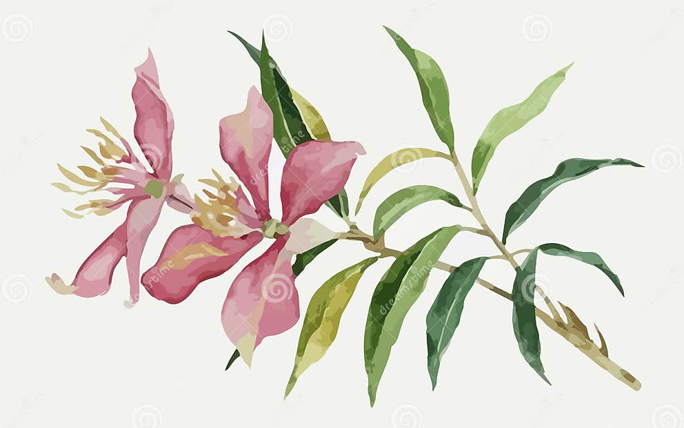 Watercolor Illustration of Oleander, Botanical Illustration, Flowers ...