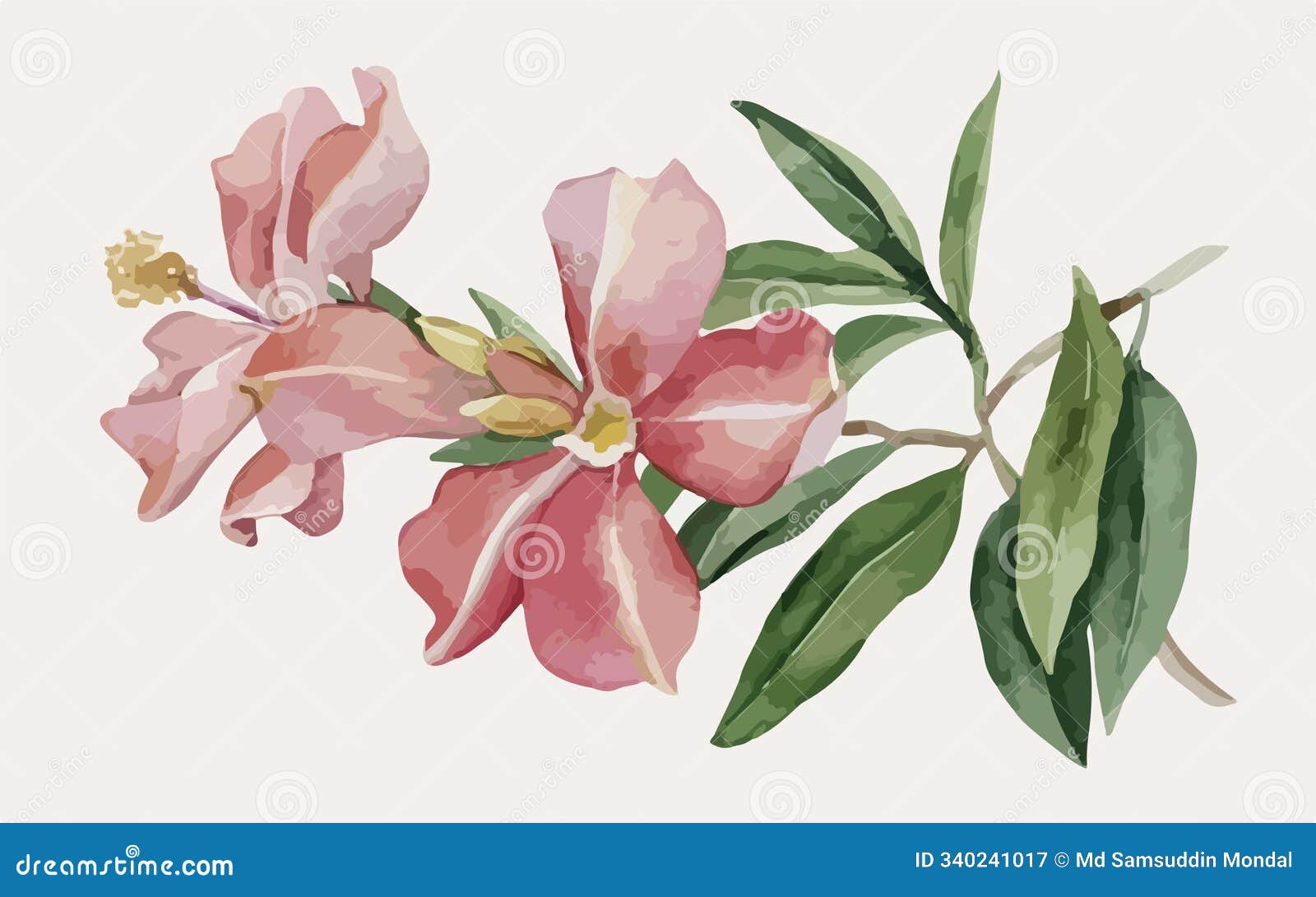 Watercolor Illustration of Oleander, Botanical Illustration, Flowers ...