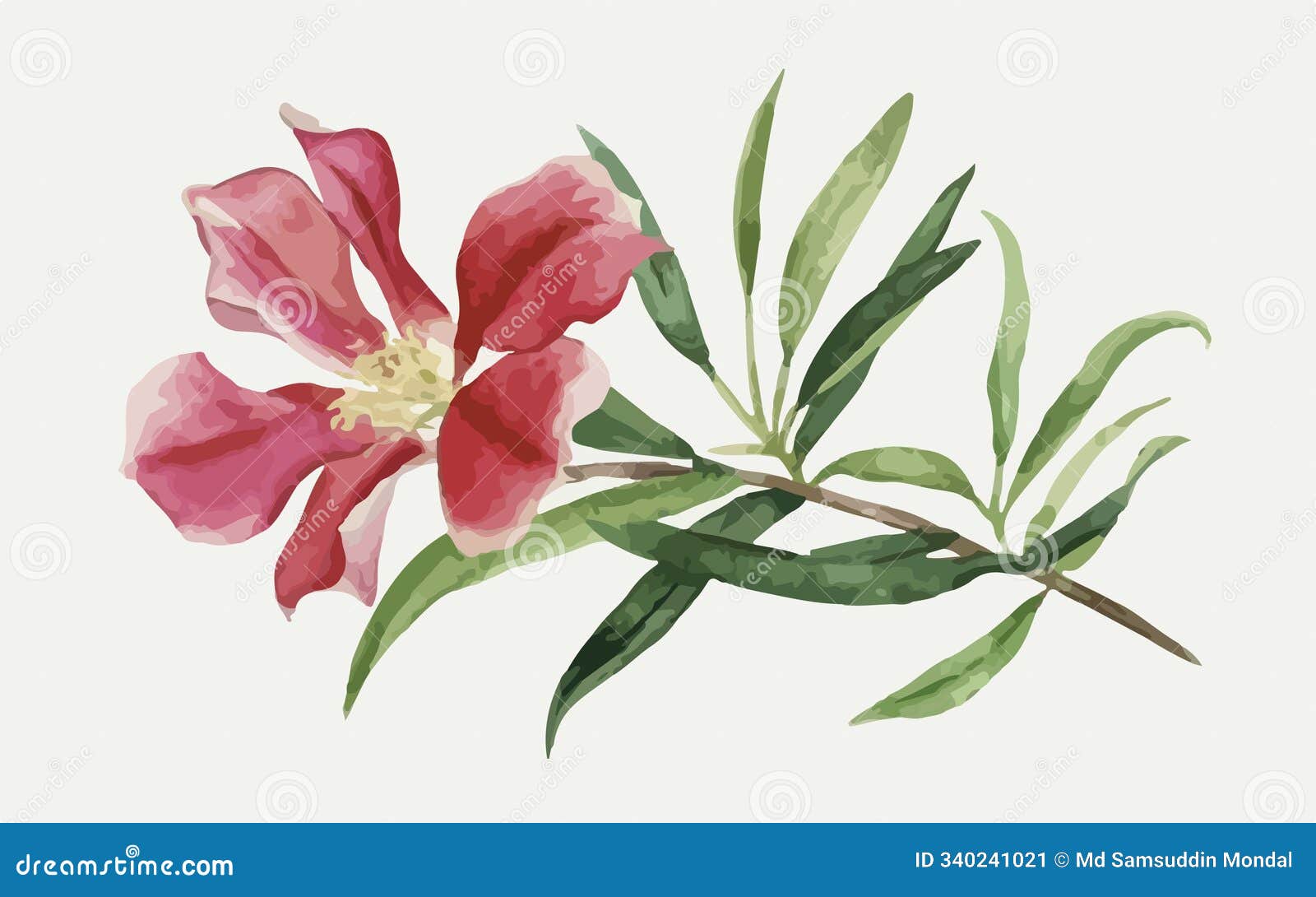 Watercolor Illustration of Oleander, Botanical Illustration, Flowers ...
