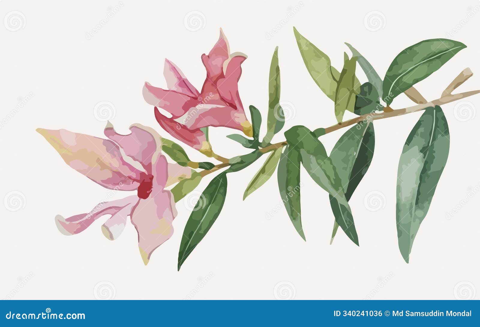 Watercolor Illustration of Oleander, Botanical Illustration, Flowers ...
