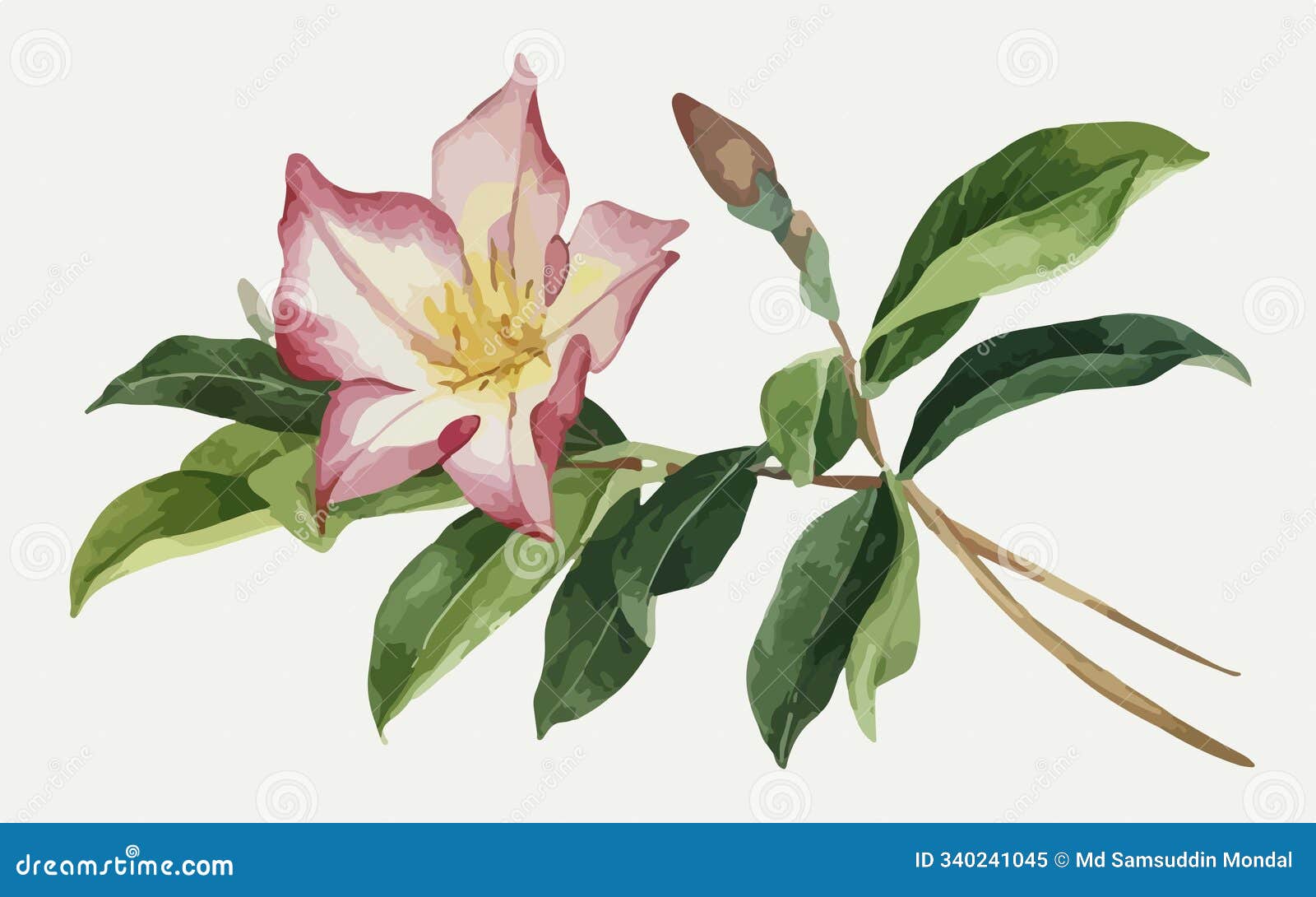 Watercolor Illustration of Oleander, Botanical Illustration, Flowers ...