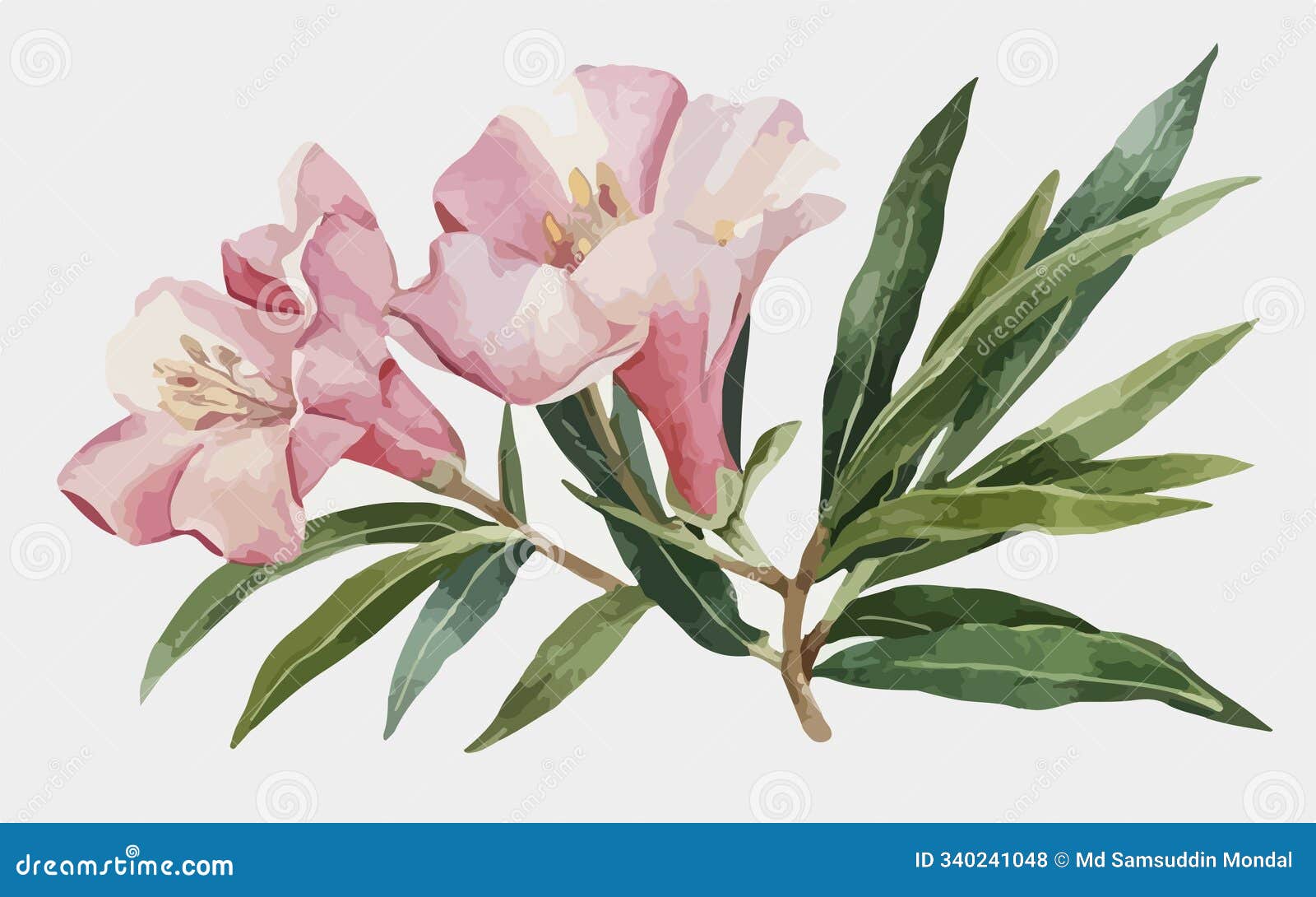 Watercolor Illustration of Oleander, Botanical Illustration, Flowers ...