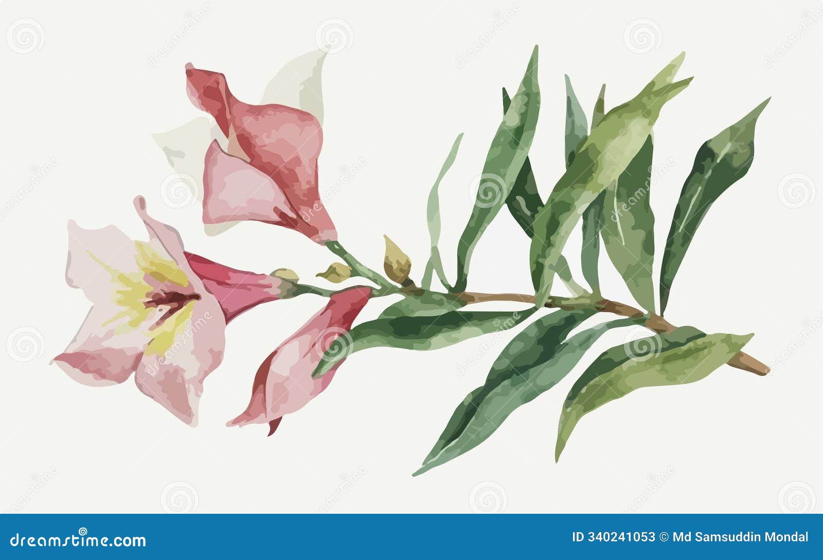 Watercolor Illustration of Oleander, Botanical Illustration, Flowers ...