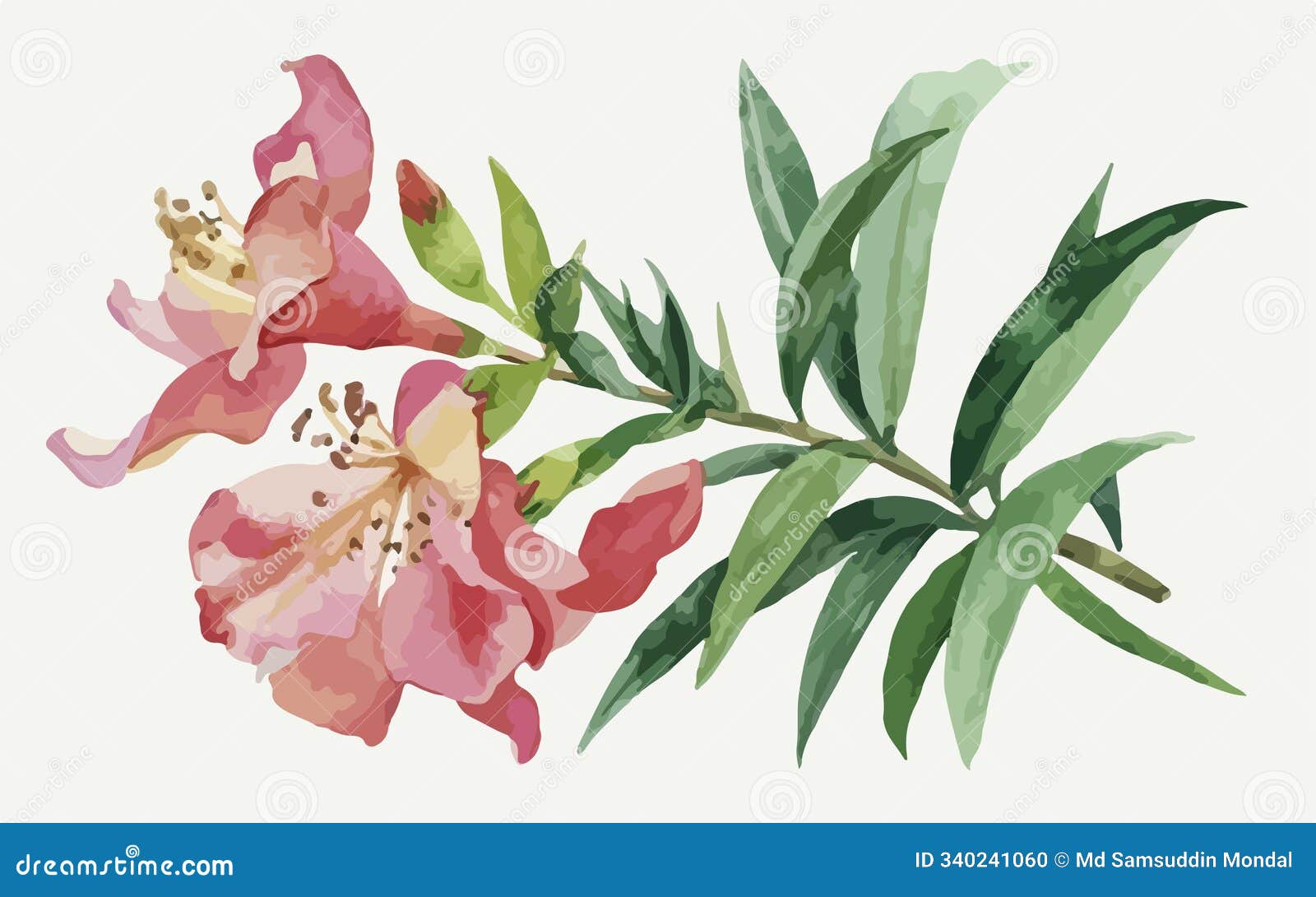 Watercolor Illustration of Oleander, Botanical Illustration, Flowers ...