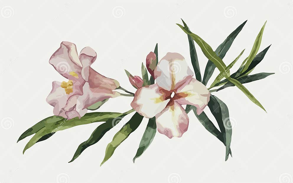 Watercolor Illustration of Oleander, Botanical Illustration, Flowers ...
