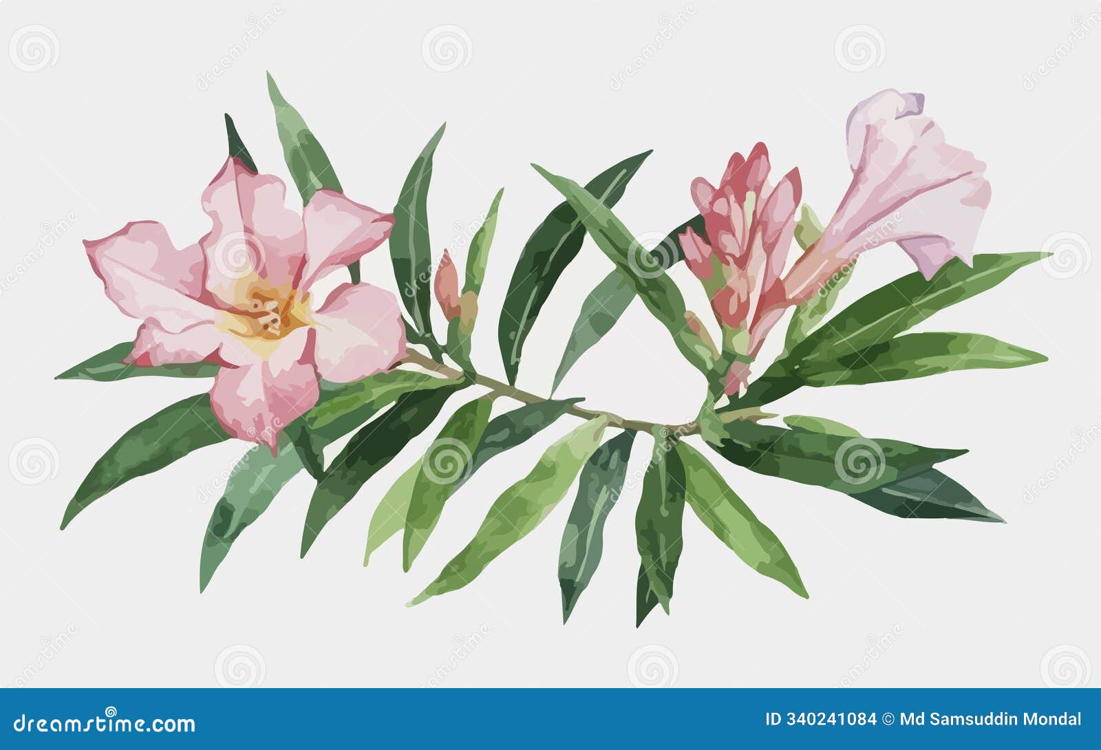 Watercolor Illustration of Oleander, Botanical Illustration, Flowers ...