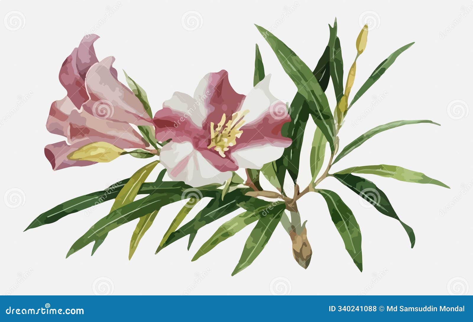 Watercolor Illustration of Oleander, Botanical Illustration, Flowers ...