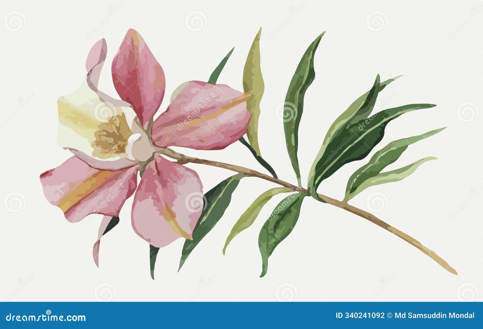 Watercolor Illustration of Oleander, Botanical Illustration, Flowers ...