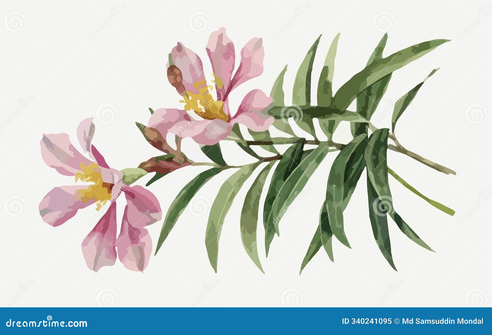 Watercolor Illustration of Oleander, Botanical Illustration, Flowers ...