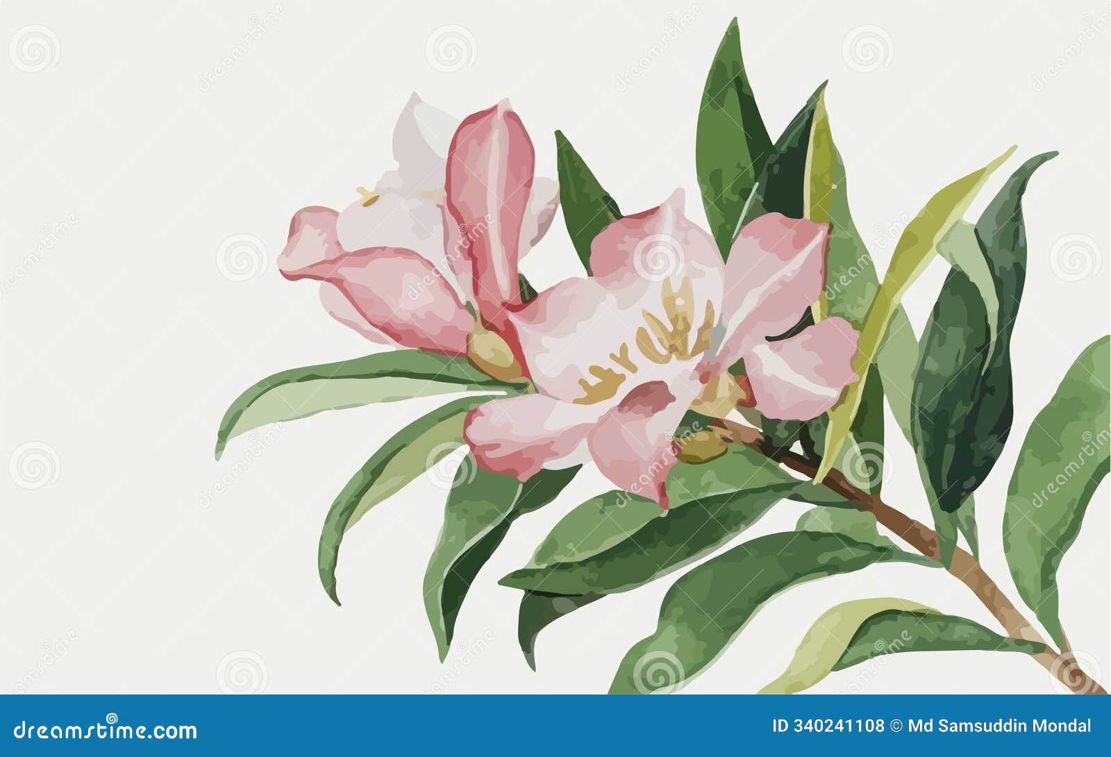Watercolor Illustration of Oleander, Botanical Illustration, Flowers ...
