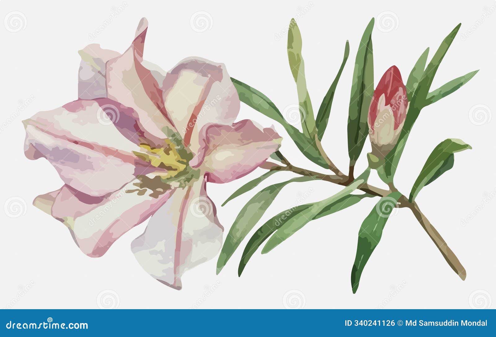 Watercolor Illustration of Oleander, Botanical Illustration, Flowers ...