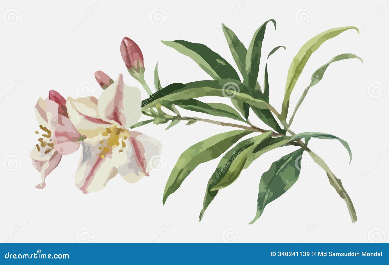 Watercolor Illustration of Oleander, Botanical Illustration, Flowers ...