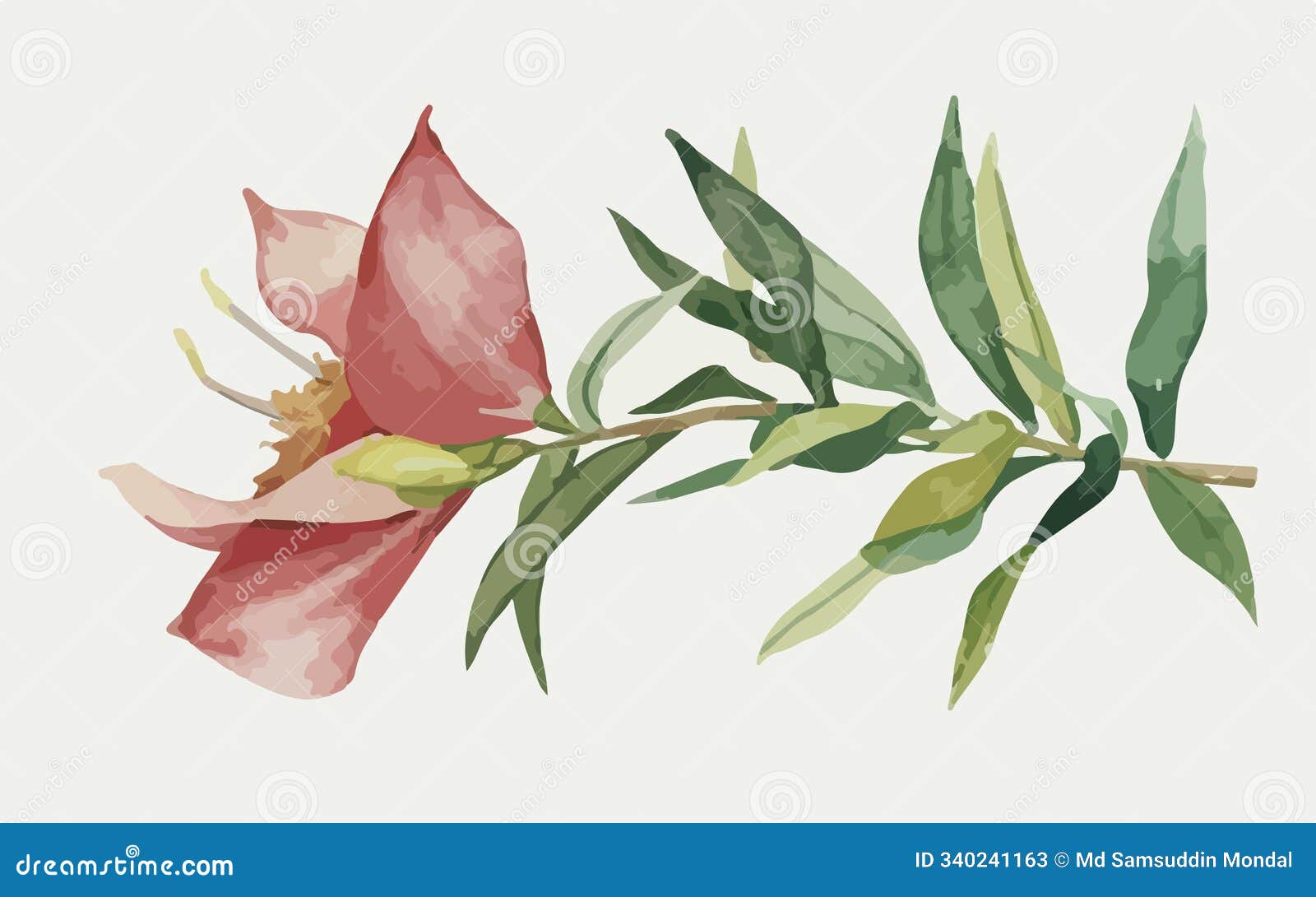 Watercolor Illustration of Oleander, Botanical Illustration, Flowers ...