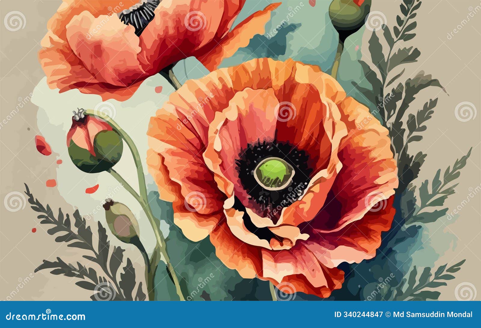 Watercolor Illustration of Oriental Poppy, Botanical Illustration ...