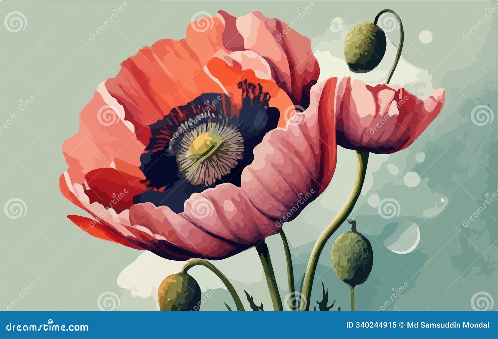 Watercolor Illustration of Oriental Poppy, Botanical Illustration ...