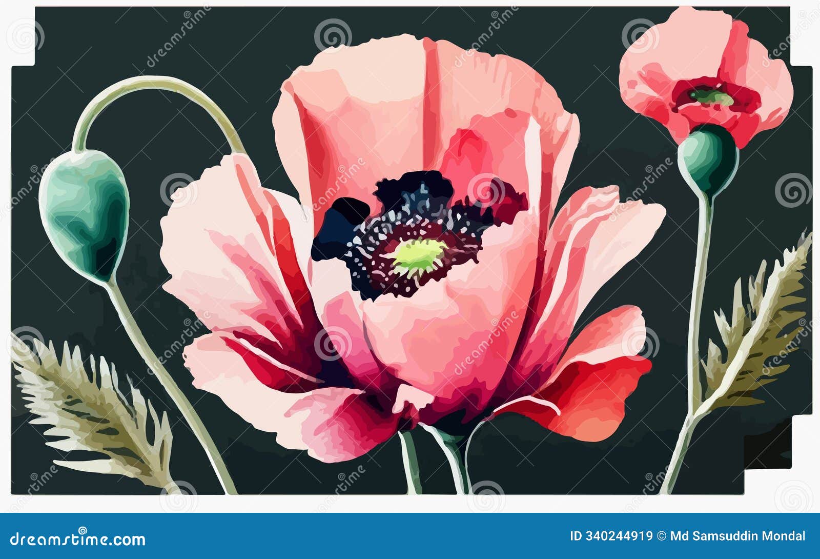 Watercolor Illustration of Oriental Poppy, Botanical Illustration ...