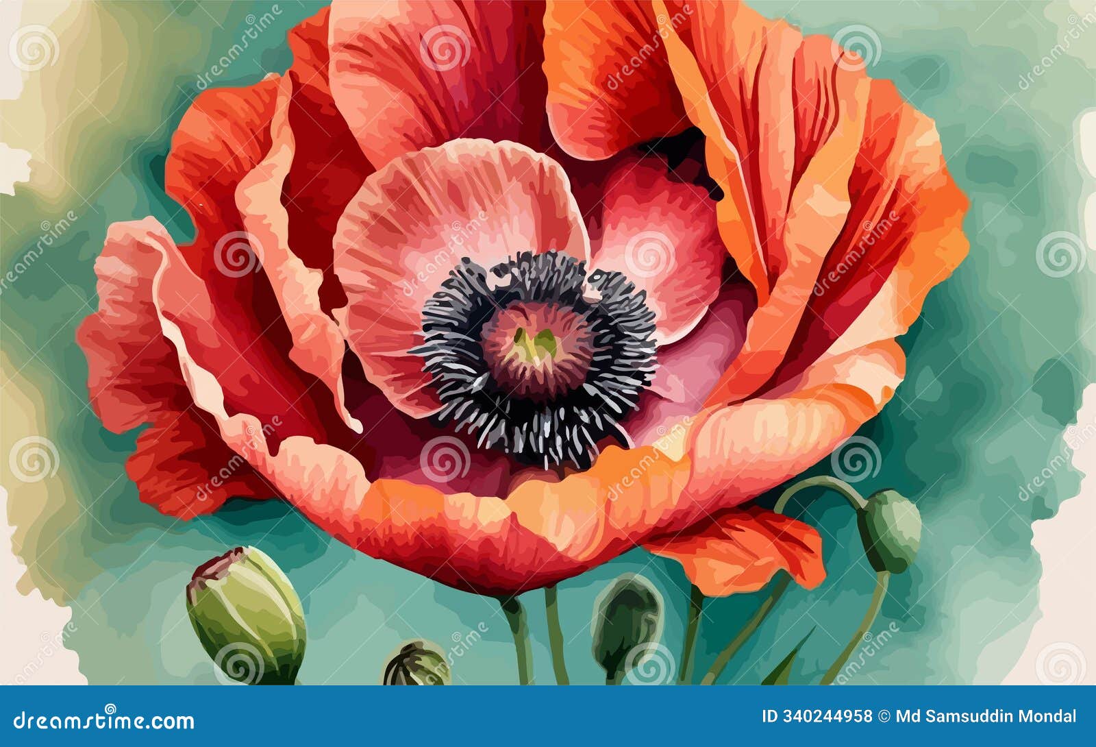 Watercolor Illustration of Oriental Poppy, Botanical Illustration ...