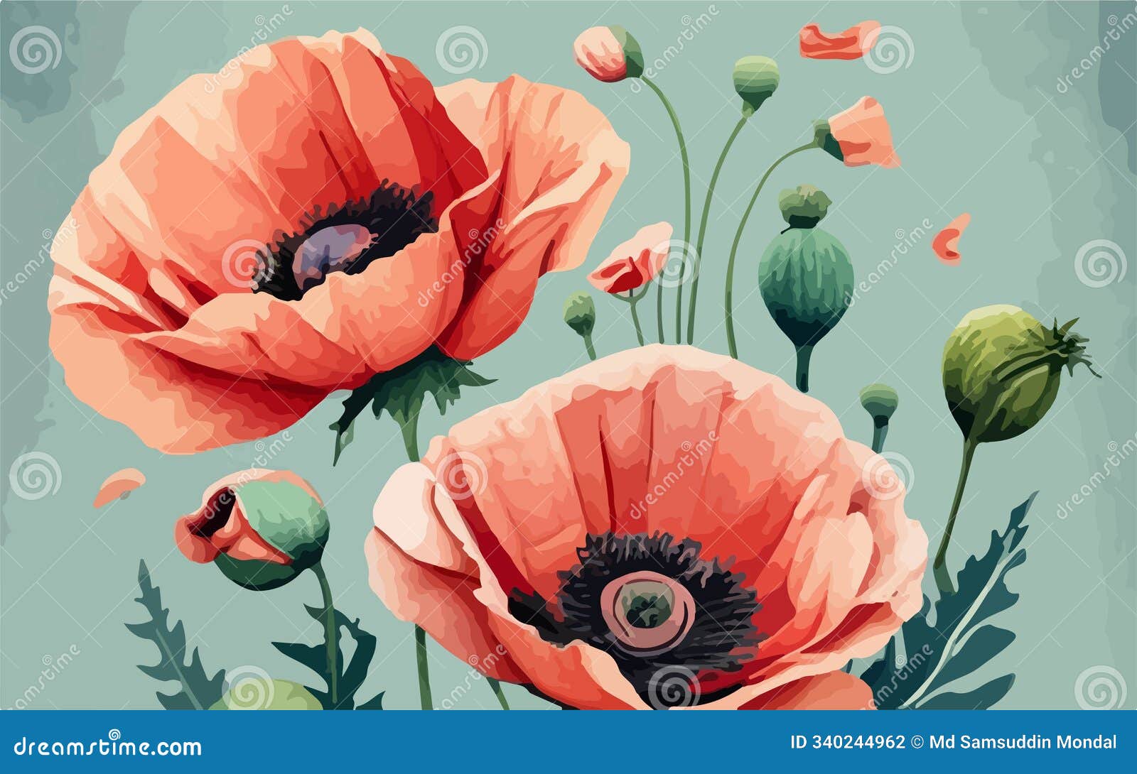 Watercolor Illustration of Oriental Poppy, Botanical Illustration ...