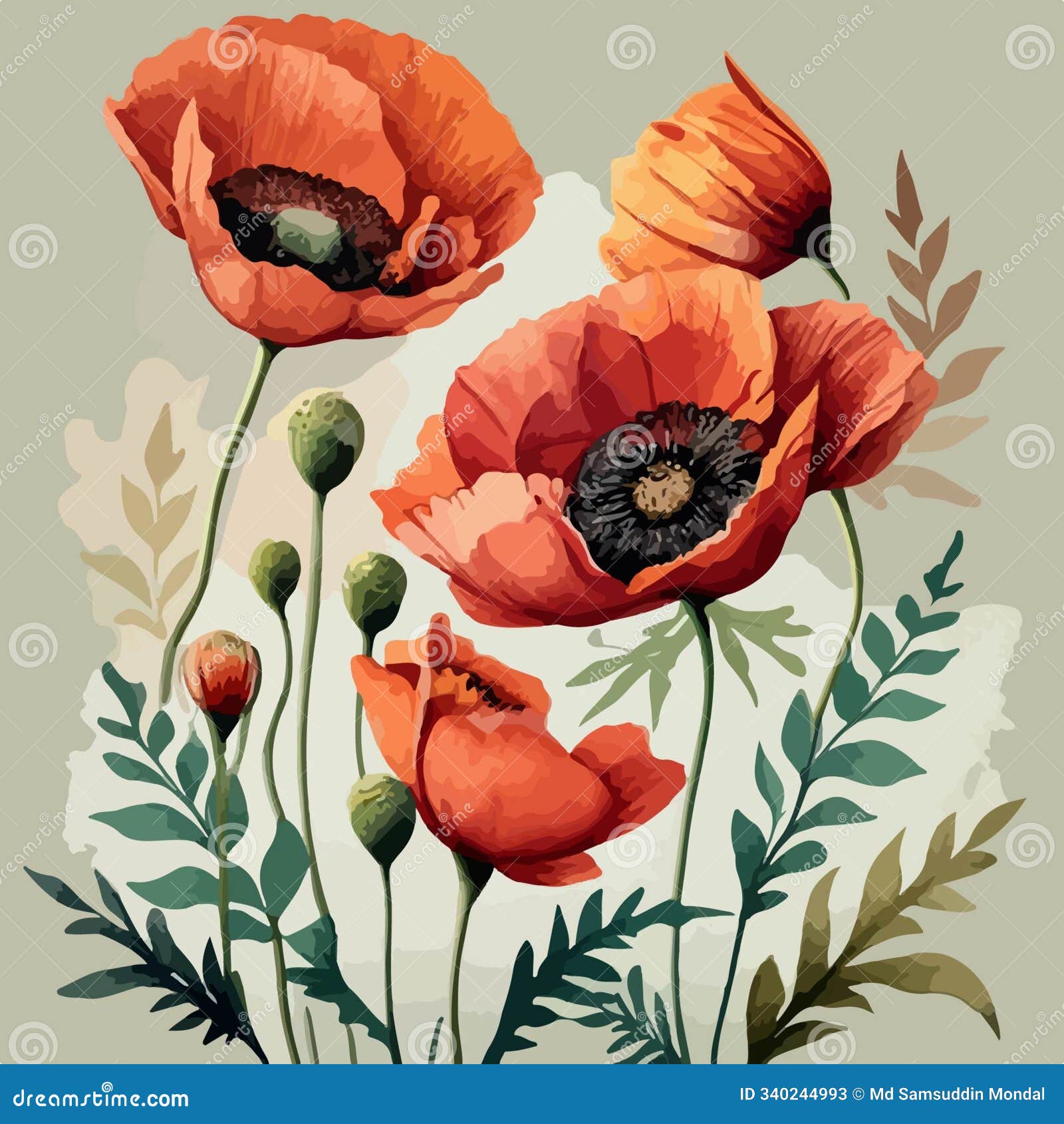 Watercolor Illustration of Oriental Poppy, Botanical Illustration ...