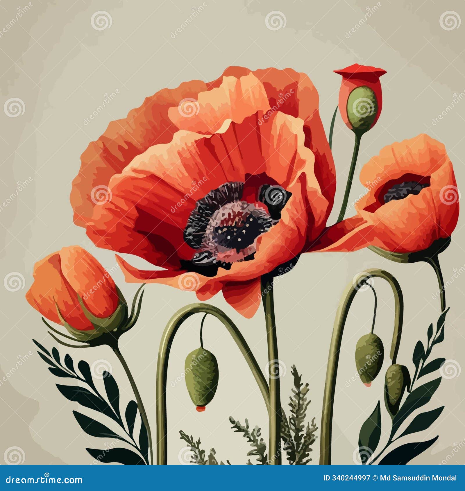 Watercolor Illustration of Oriental Poppy, Botanical Illustration ...