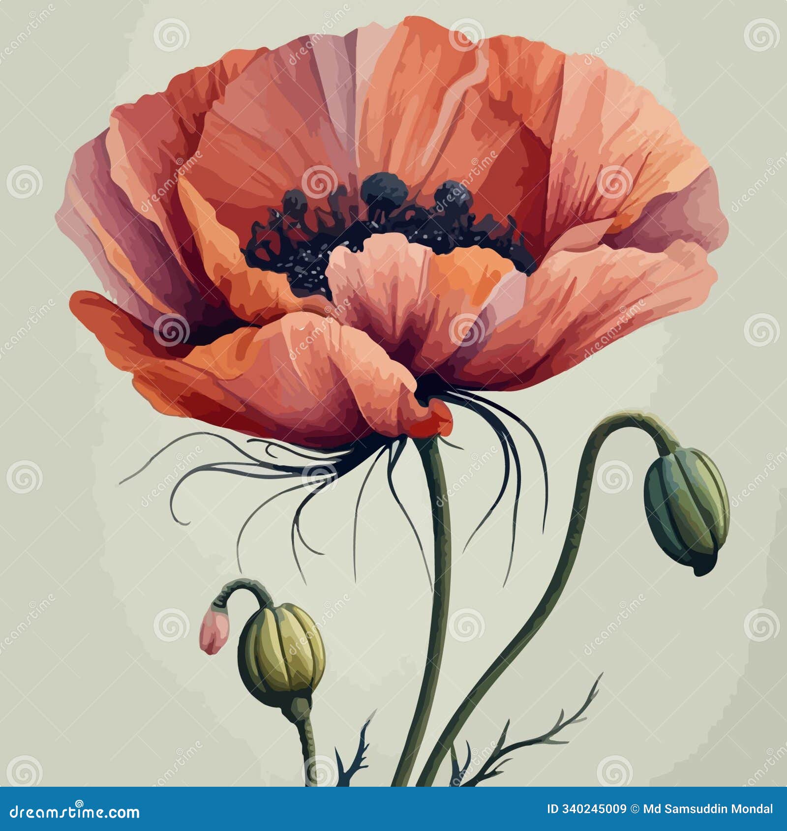 Watercolor Illustration of Oriental Poppy, Botanical Illustration ...