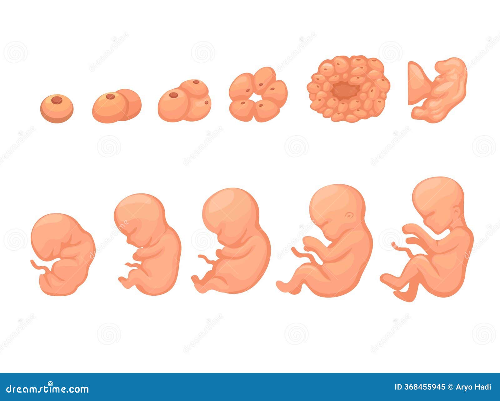 The Development Of The Embryo. Stages Of Pregnancy Cartoon Illustration ...