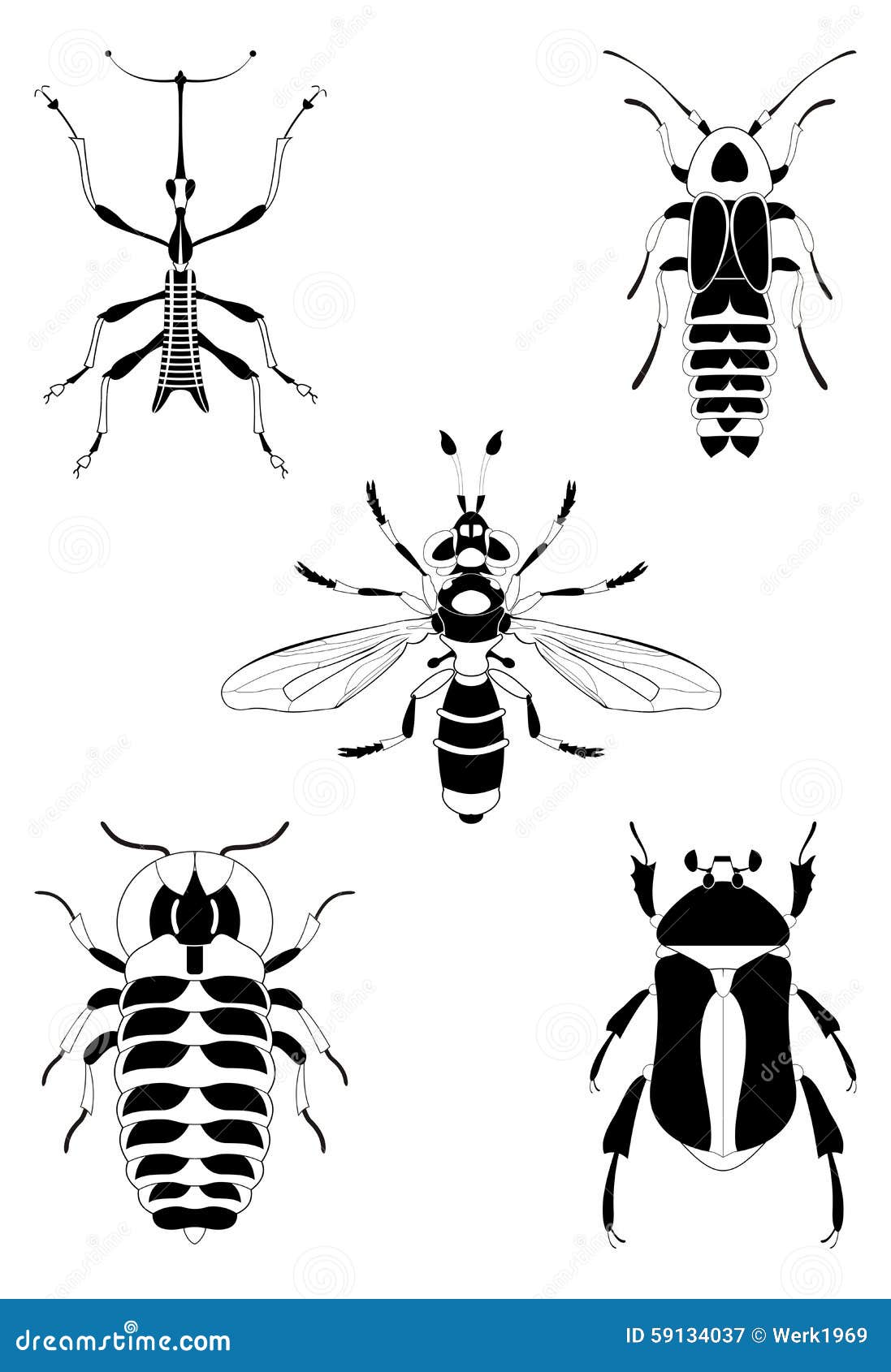 Art Insect Illustration Set Stock Vector - Illustration of cockroach ...