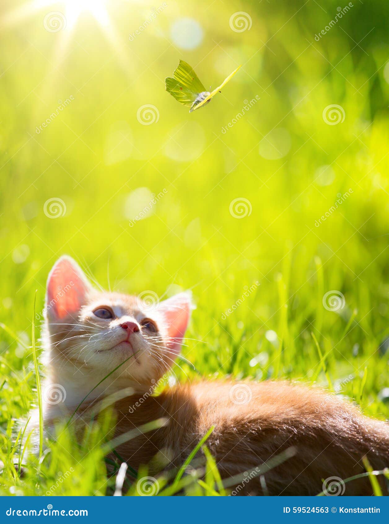 Art Little Cat Kitten Hunting a Butterfly Stock Image - Image of ...