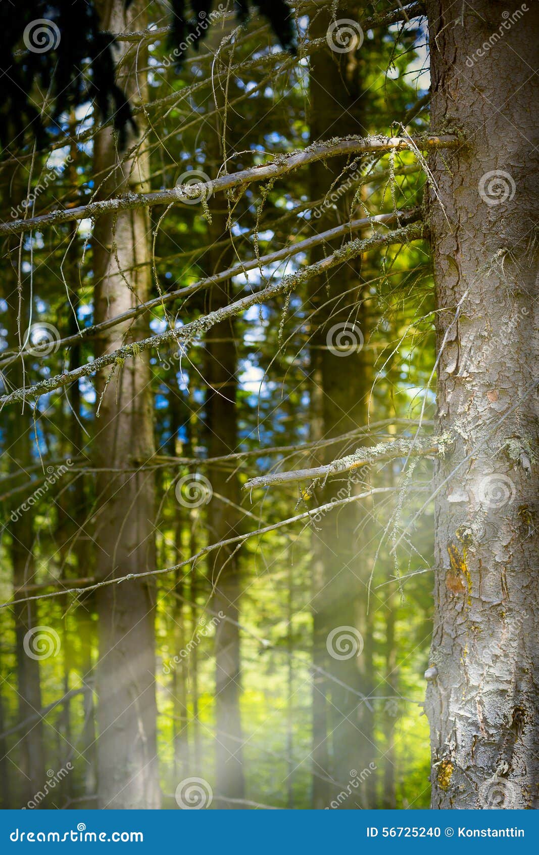 Art Mountain Forest, Abstract Background Stock Photo - Image of ...