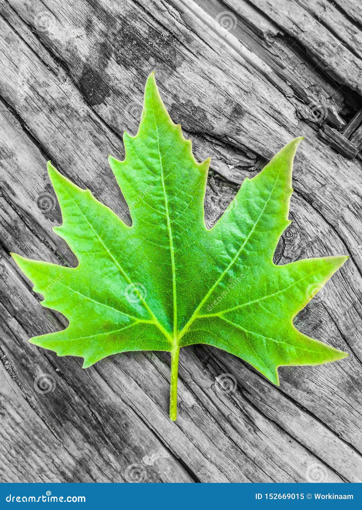 Chinar Leaf Stock Photos - Free & Royalty-Free Stock Photos from Dreamstime