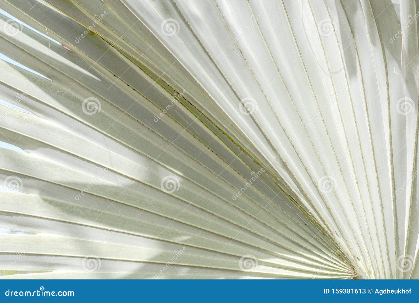 NATURAL STRUCTURES - TEXTURE Stock Image | CartoonDealer.com #142892059